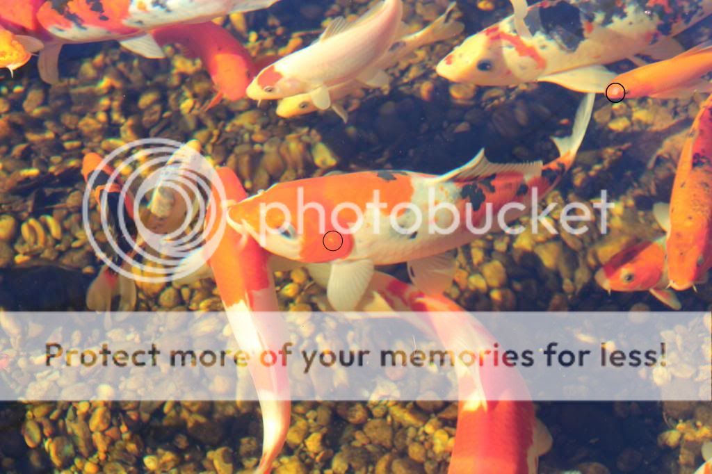 KHV - Carp Pox - Whats going on!?!